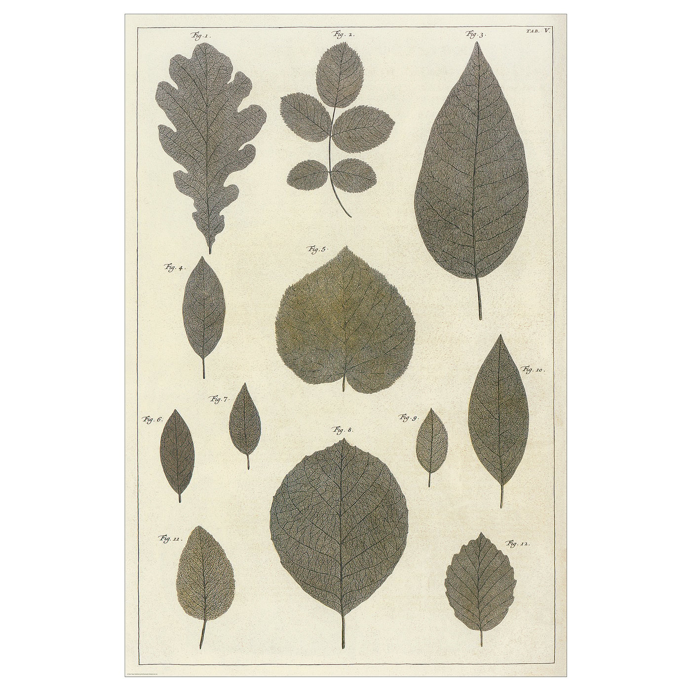 BILD poster botanic leaves collection - IKEA