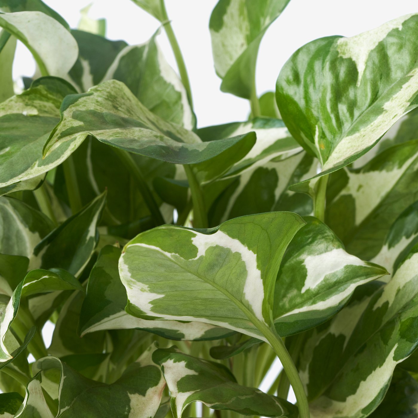 EPIPREMNUM potted plant Golden Pothos Hydroponic - IKEA
