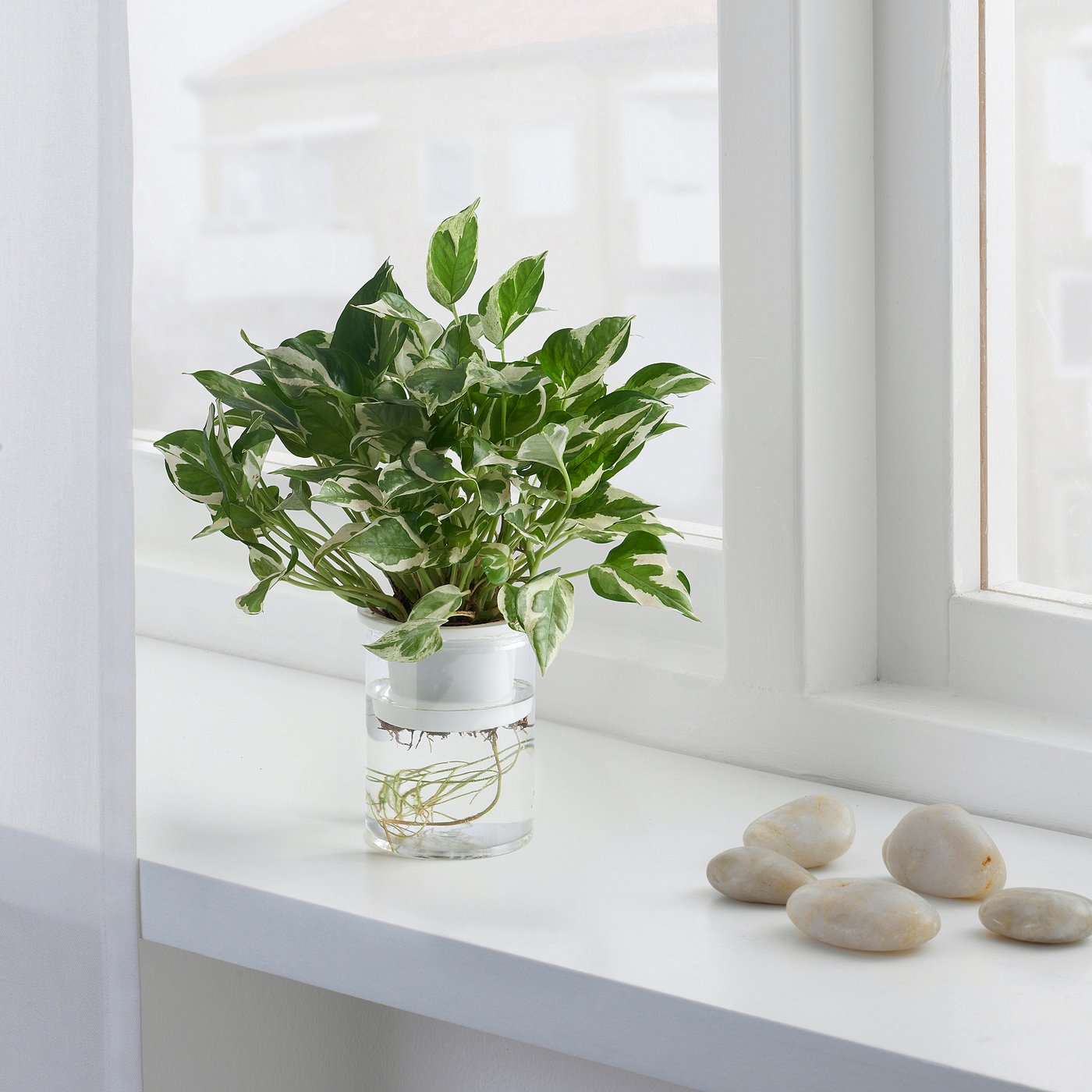 EPIPREMNUM potted plant Golden Pothos Hydroponic - IKEA