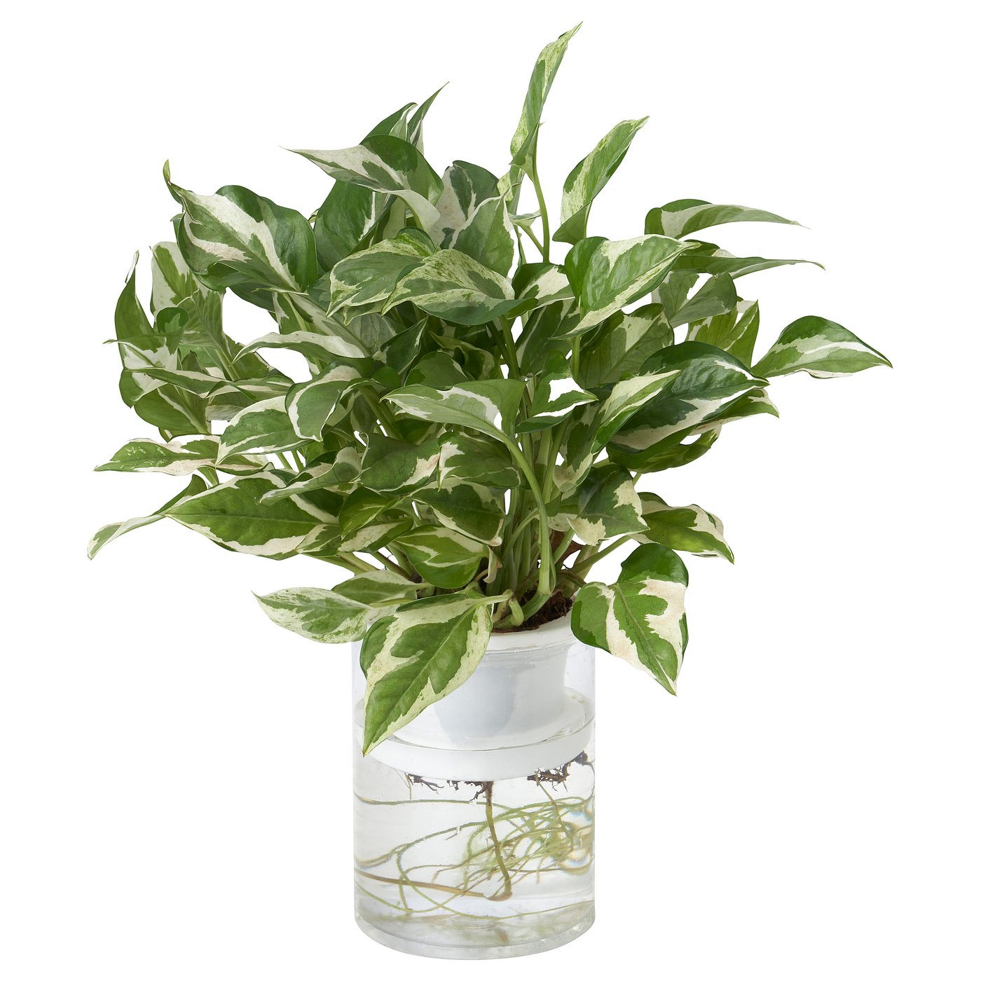EPIPREMNUM potted plant Golden Pothos Hydroponic - IKEA