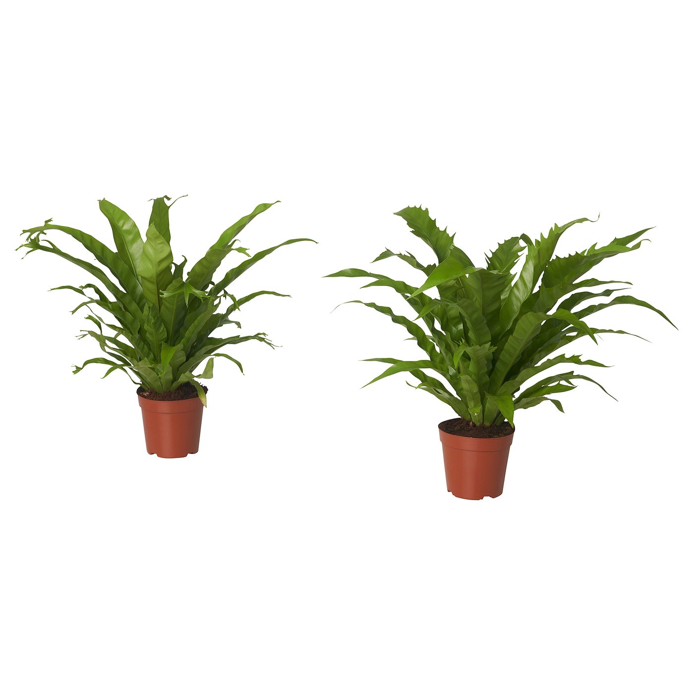 FINNTRÄSK potted plant fern/assorted - IKEA