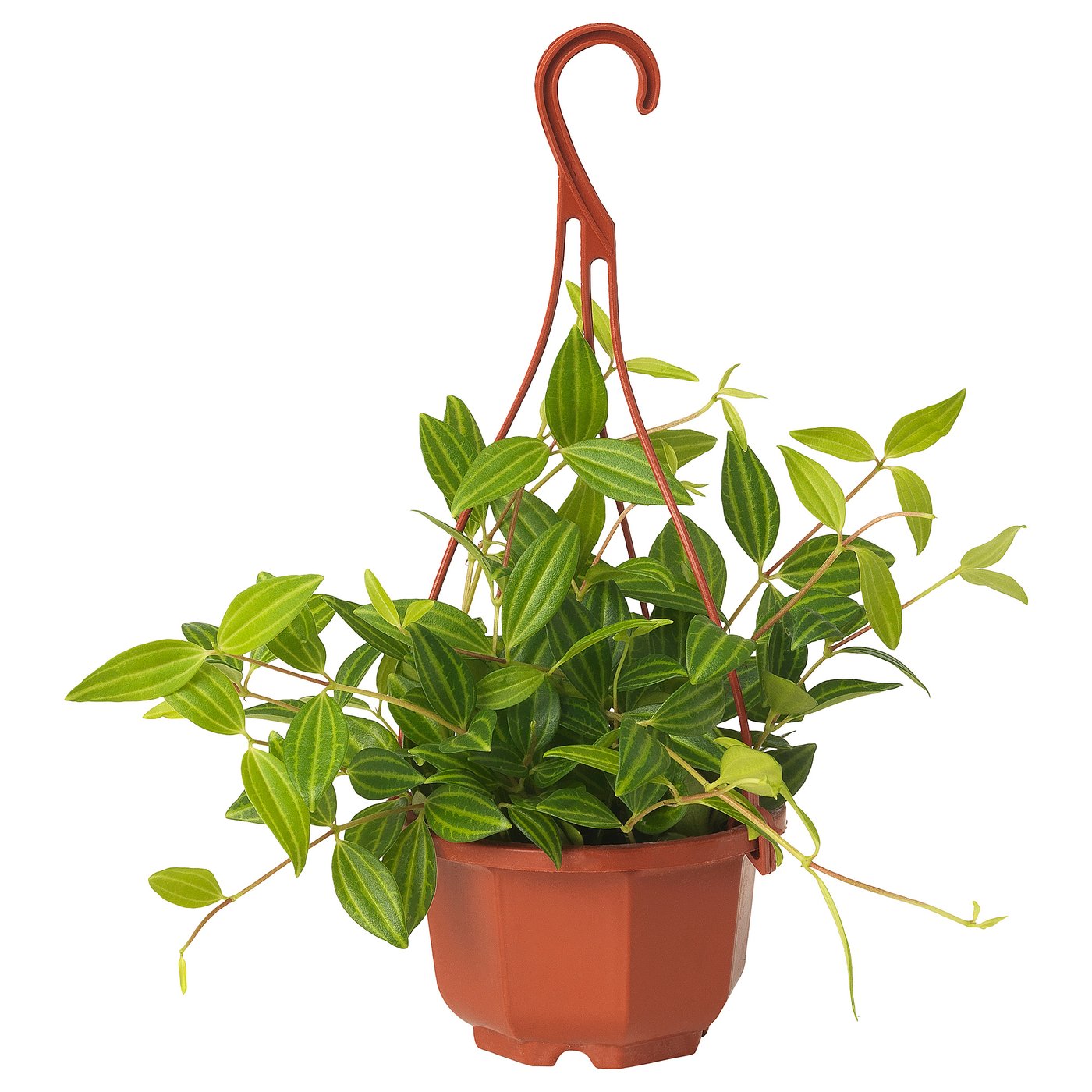 PEPEROMIA TETRAGONA hanging plant parallel peperomia - IKEA